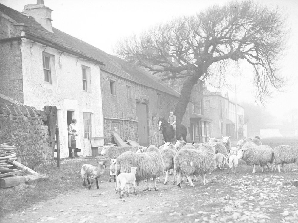 Flock of sheep and lambs on track in front of farmhouse with man on ...