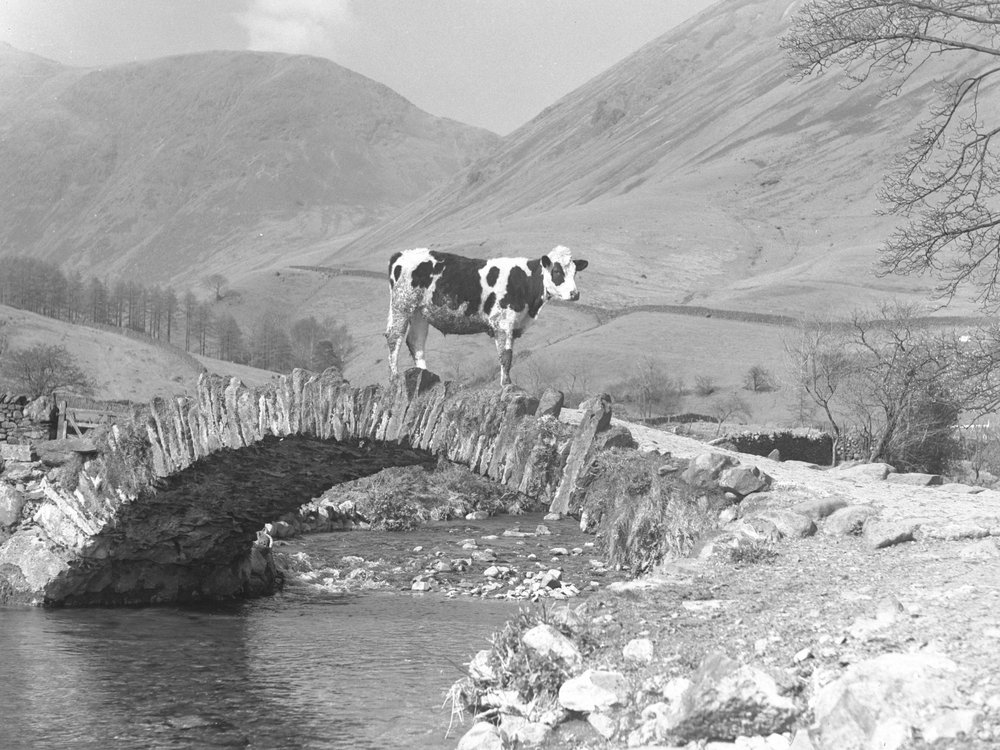 Single Cow on Top of Packhorse Bridge by Joseph Hardman