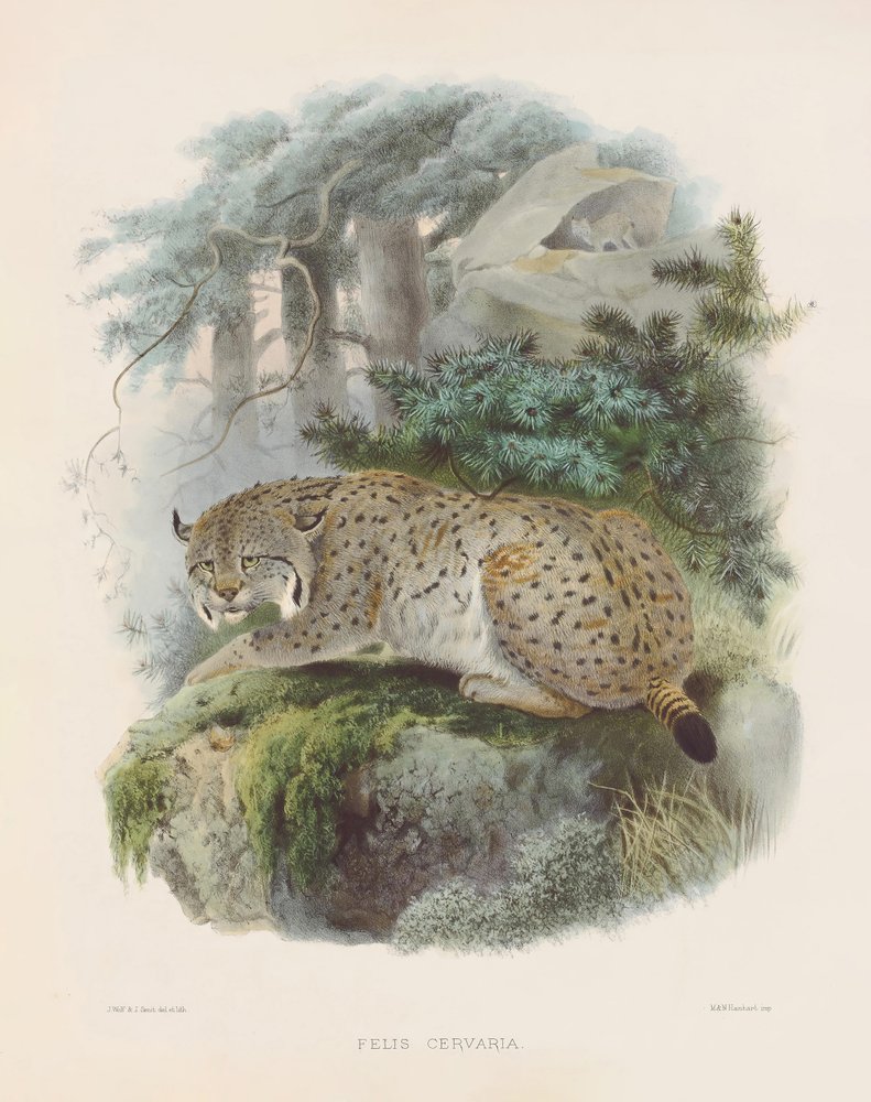 Eurasian Lynx by Joseph Wolf: Buy fine art print