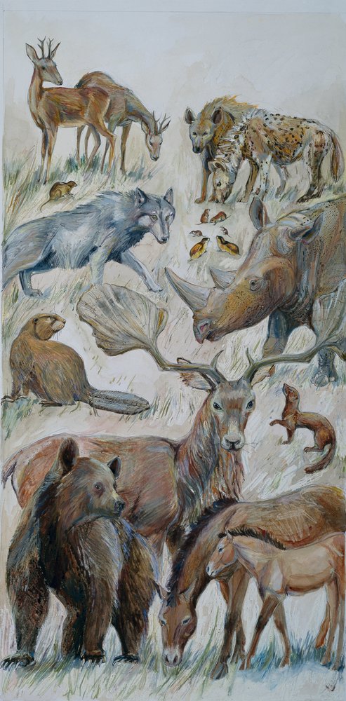 Boxgrove Animals Identified by Excavation by Judith Dobie