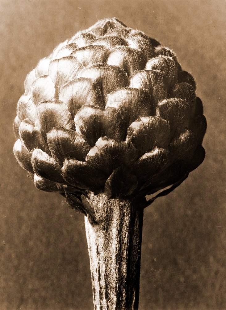 Cynara cardunculus 1929 by Karl Blossfeldt: Fine art print