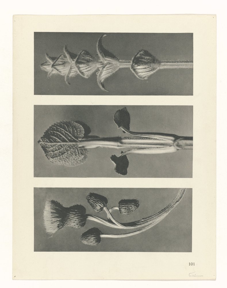 Plant Study by Karl Blossfeldt: Premium art reproduction