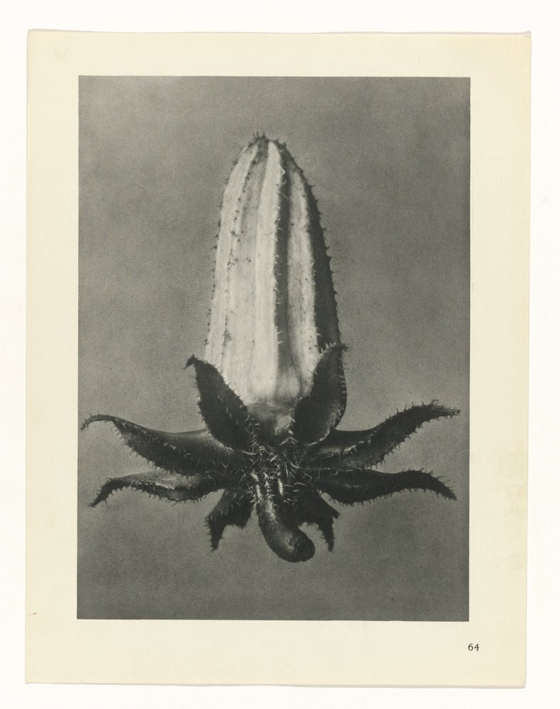 Plant Study (series title) by Karl Blossfeldt