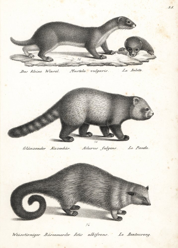Least weasel, red panda, and bearcat. Lithograph from Heinrich Rudolf ...