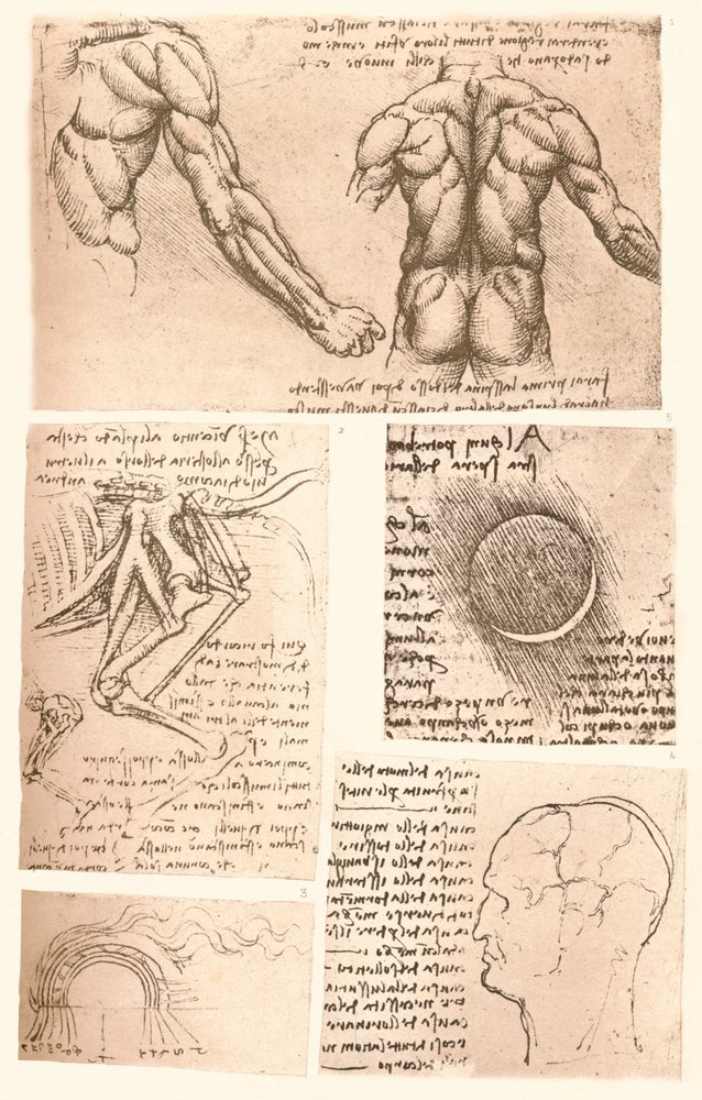 Four Anatomical Drawings by Leonardo da Vinci