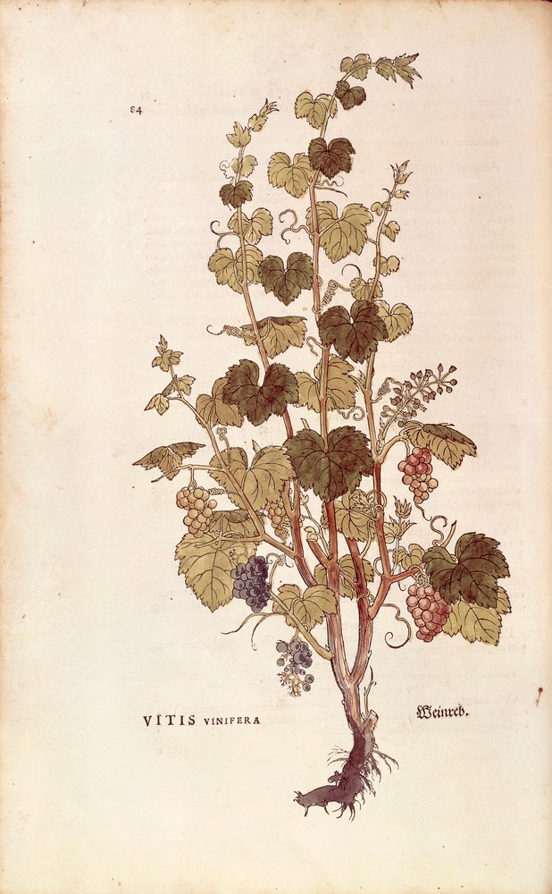 Grape Vine (Vitis vinifera) from Notable Commentaries on the History of ...