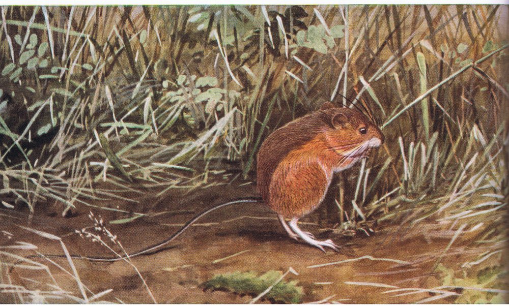 Meadow Jumping Mouse, Tiny Mouse but Can Leap Eight Feet in Length