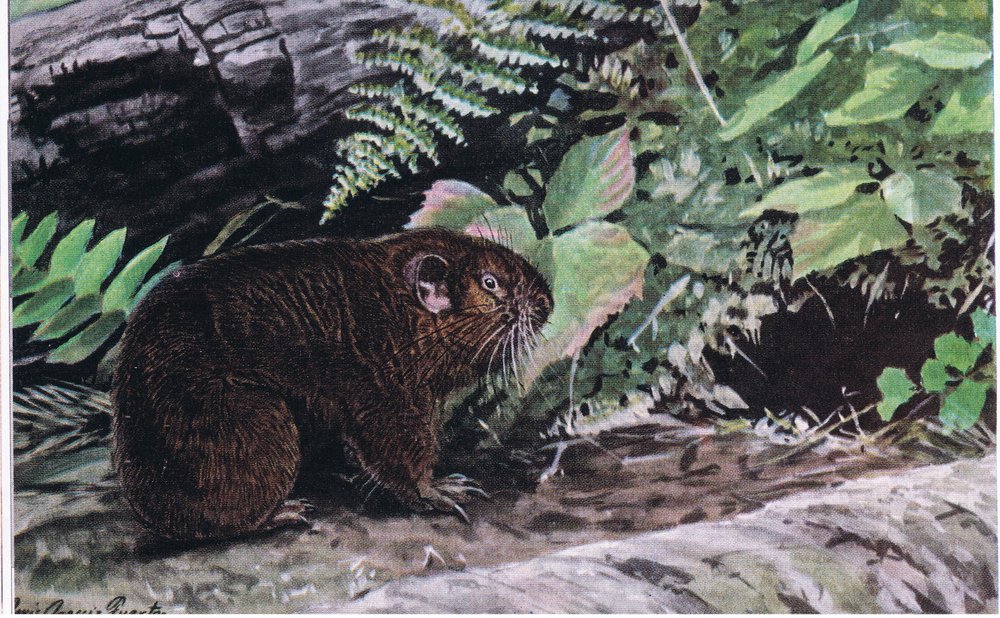 Mountain Beaver, Their Long Whiskers Guide Them Through Dark Tunnels