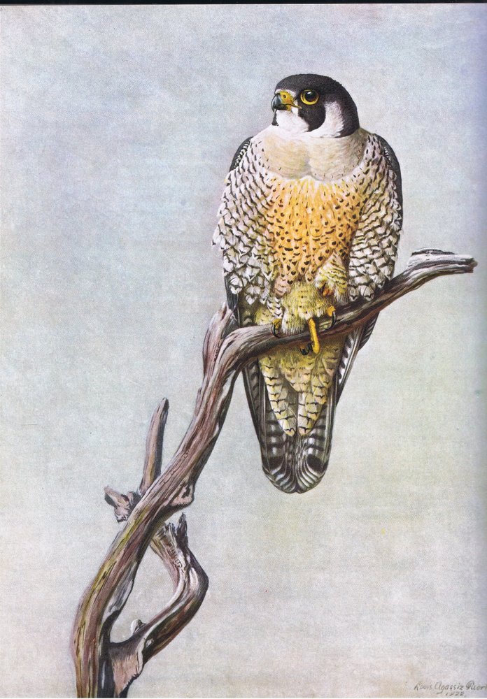 Duck Hawk by Louis Agassiz Fuertes: Buy fine art print