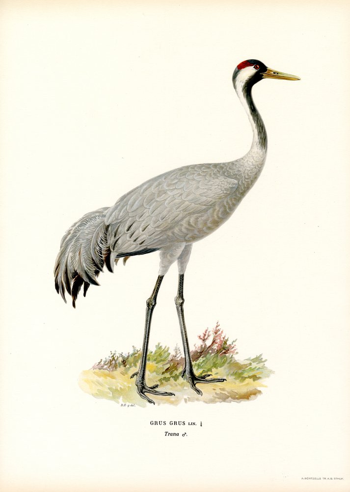 Crane by Magnus Ferdinand and Wilhelm von Wright