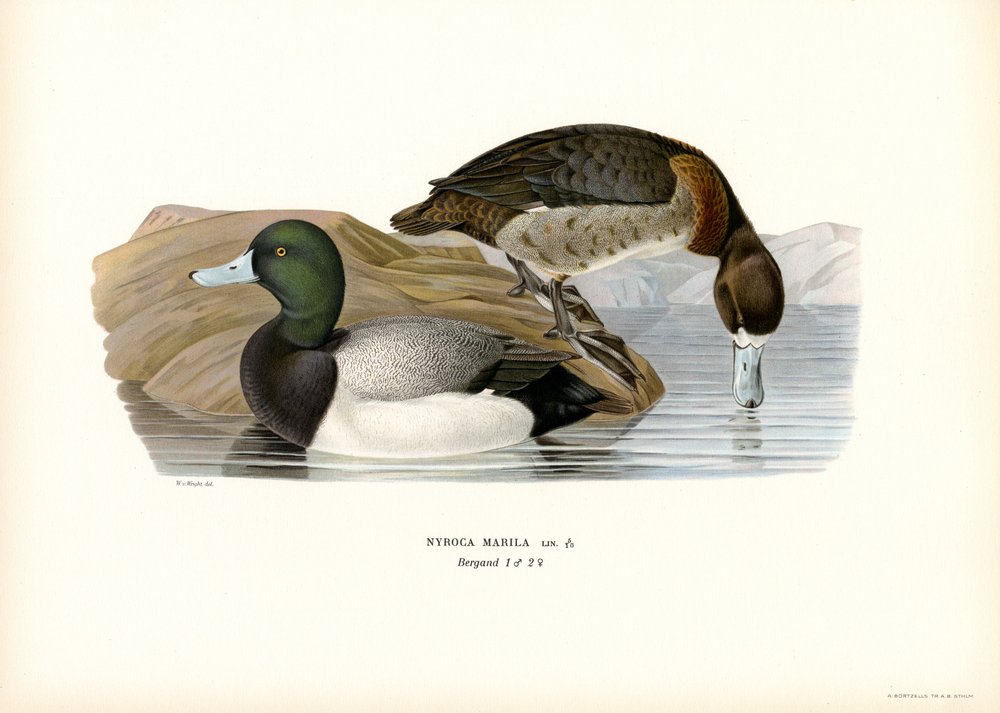 American Scaup Duck