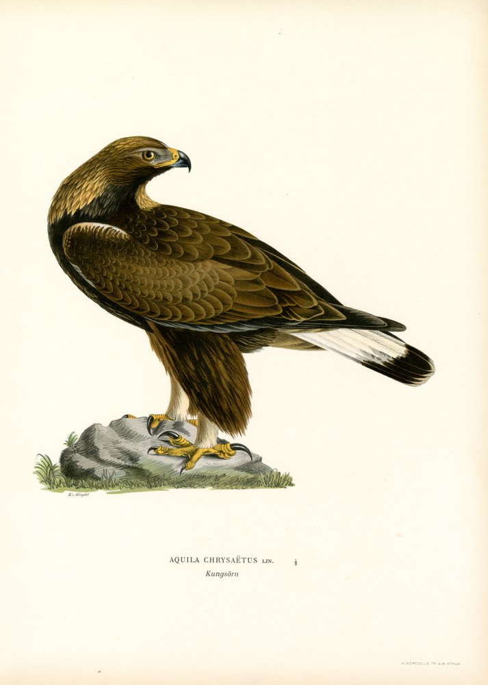 Golden Eagle by Magnus Ferdinand and Wilhelm von Wright