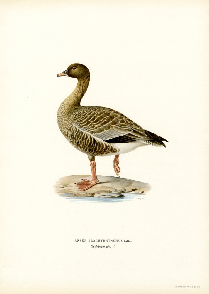 Pink-footed Goose by Magnus Ferdinand and Wilhelm von Wright