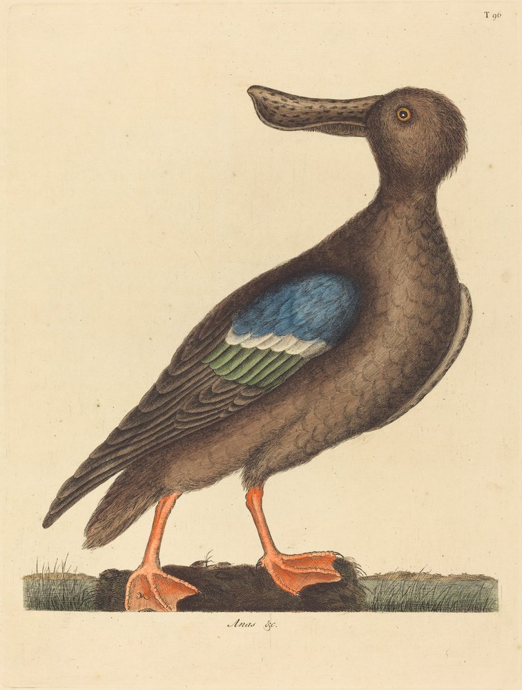 The Blue Winged Shoveler by Mark Catesby: Fine art print