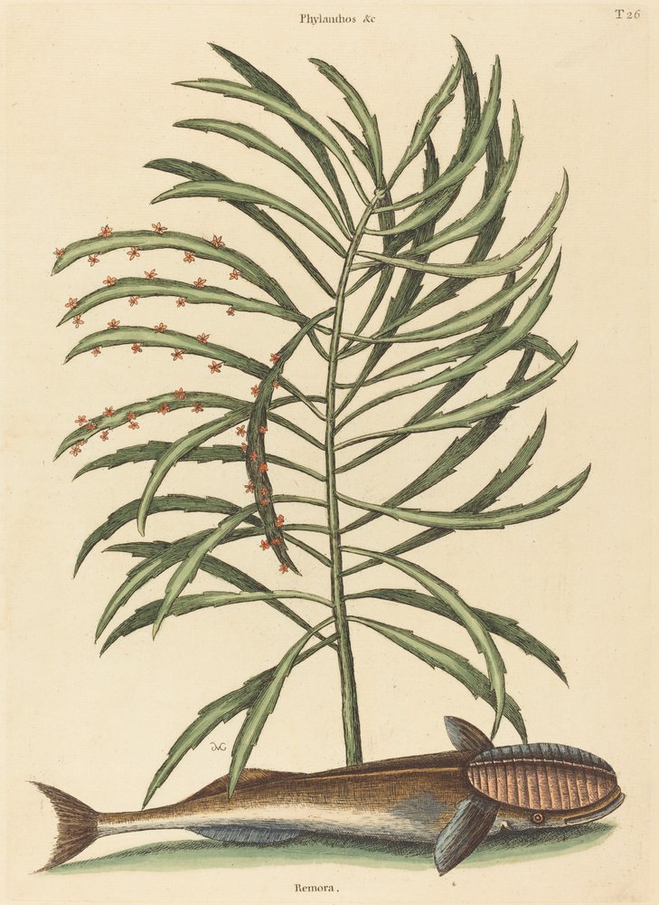 The Sucking Fish by Mark Catesby: Buy fine art print