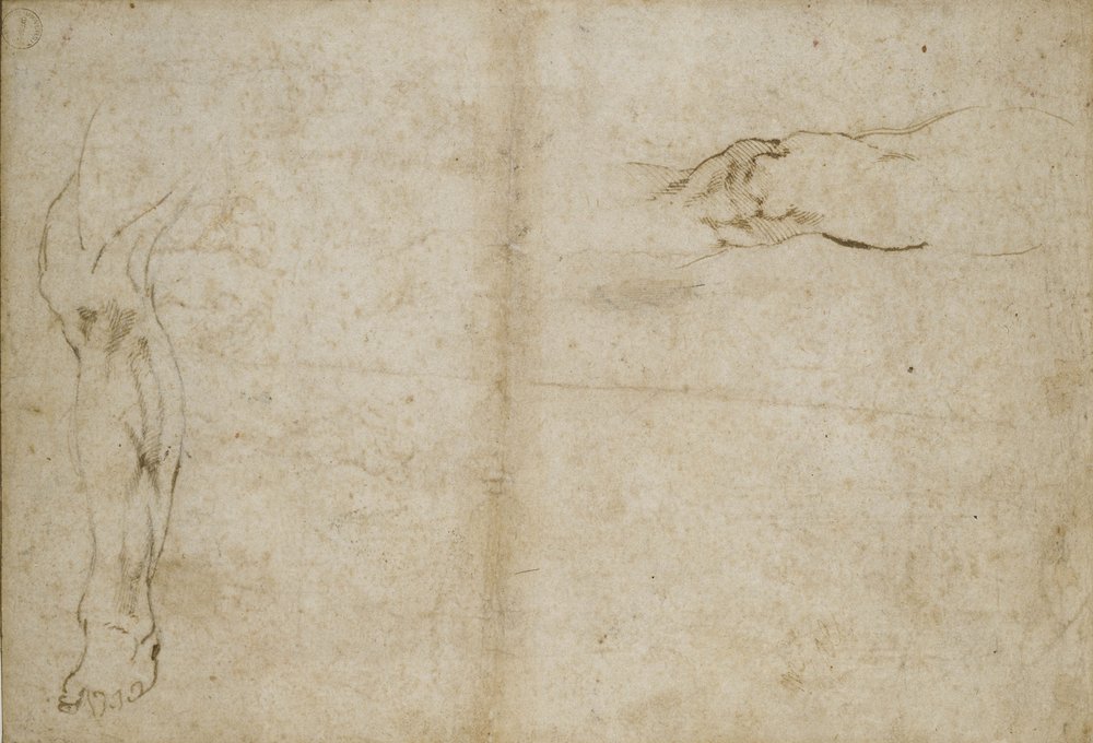 Study of a human leg, 16th century