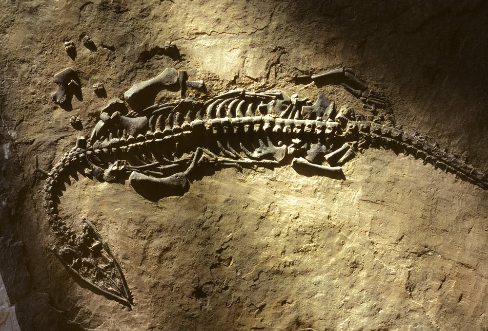 Marine Vertebrate Fossil from the Triassic Period from a Pachypleurosaurus