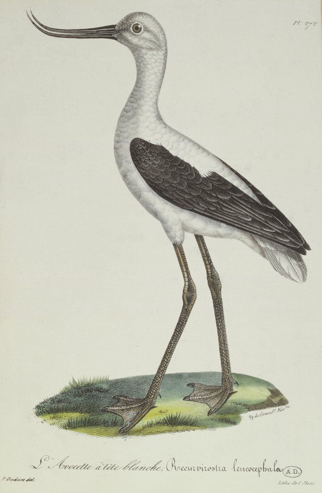 White-Headed Avocet, early 19th century by Paul Louis Oudart