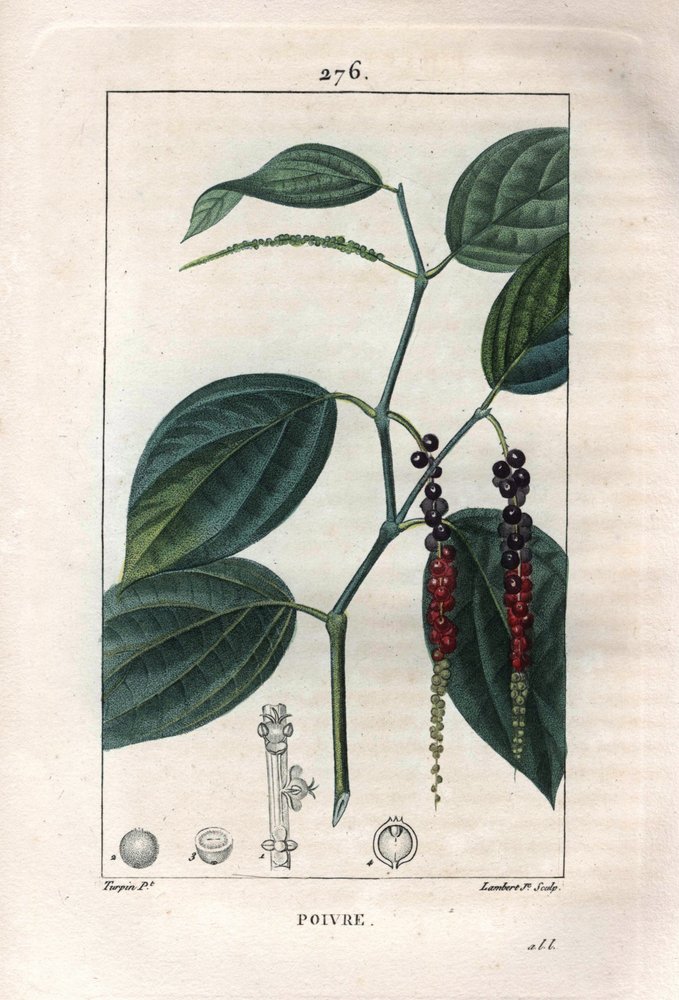 Botanical: black pepper. Handcoloured stipple copperplate engraving by ...