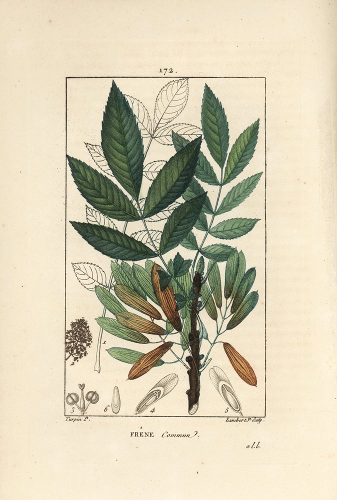 Common Ash or Ash Eleve by Pierre Jean Francois Turpin