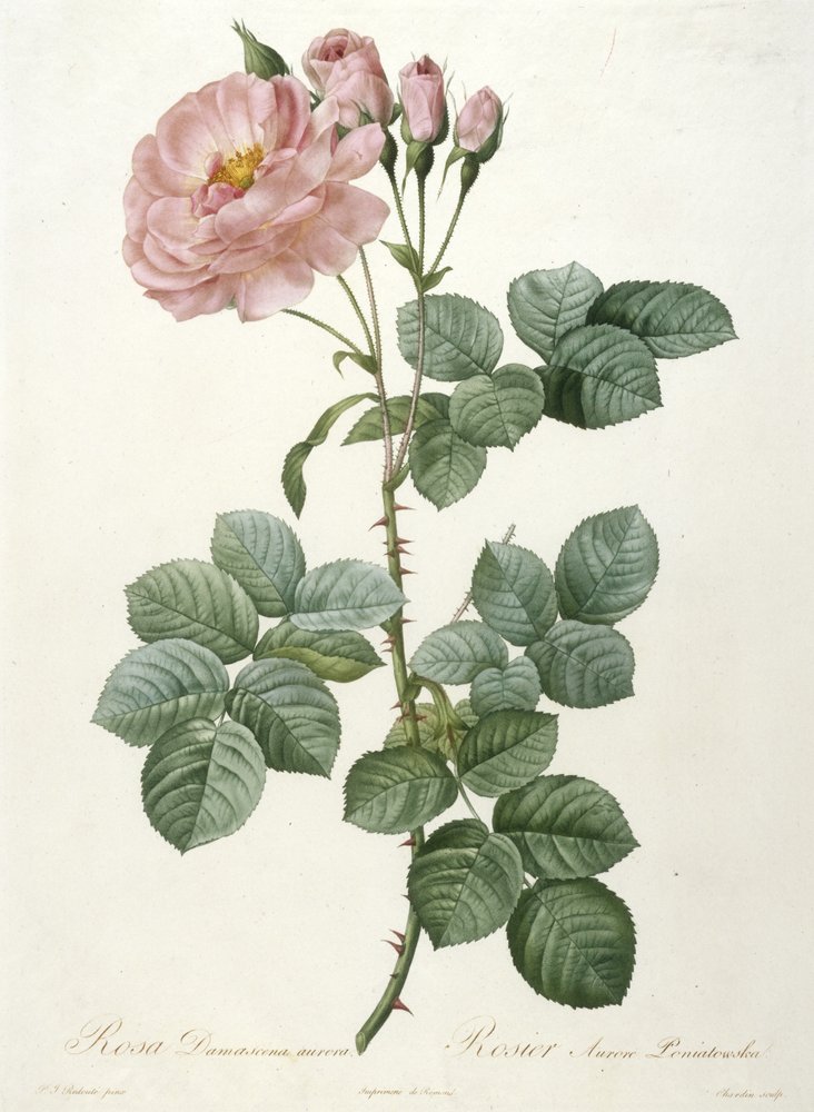 Rosa Damascena aurora, from La Couronne Des Roses, 1817-1824