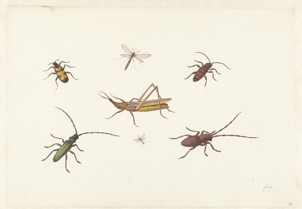 Sheet with Seven Different Insects by Pieter Withoos