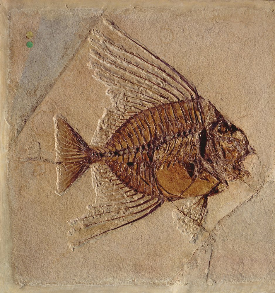Fish (fossil) by Prehistoric: Buy fine art print