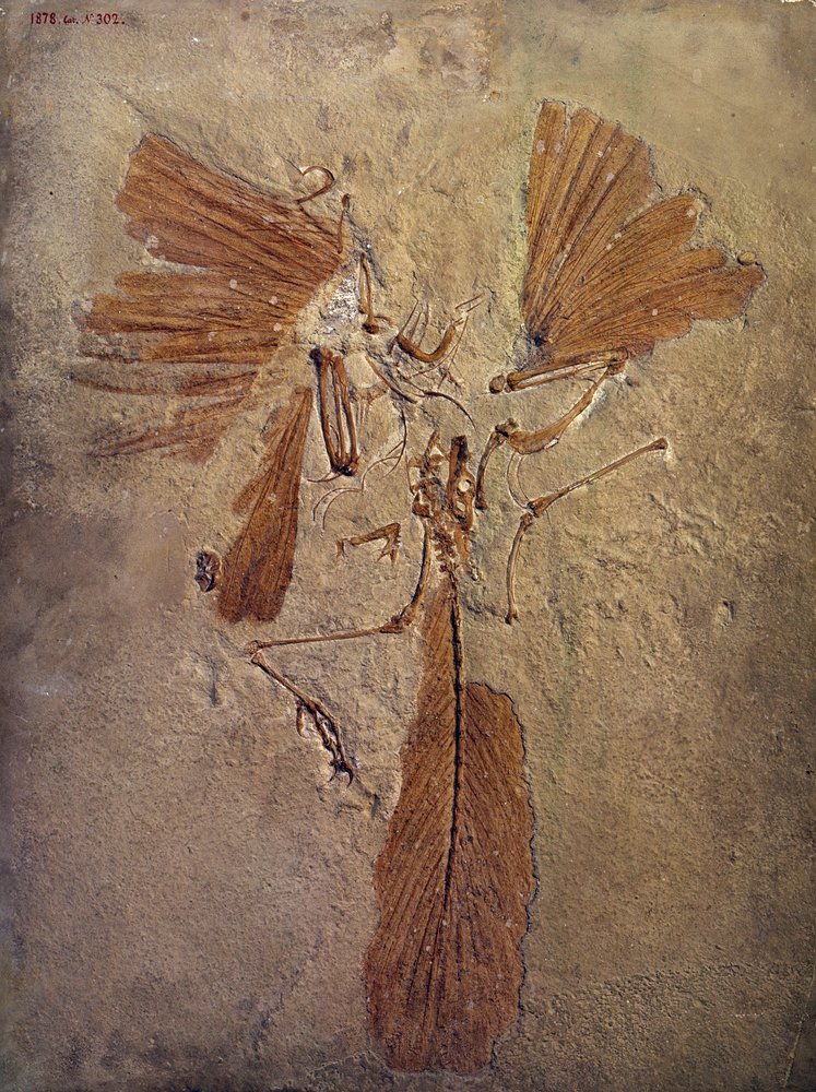 Prehistory: Archeopteryx Fossil, Prehistoric Animal of the Bird Family