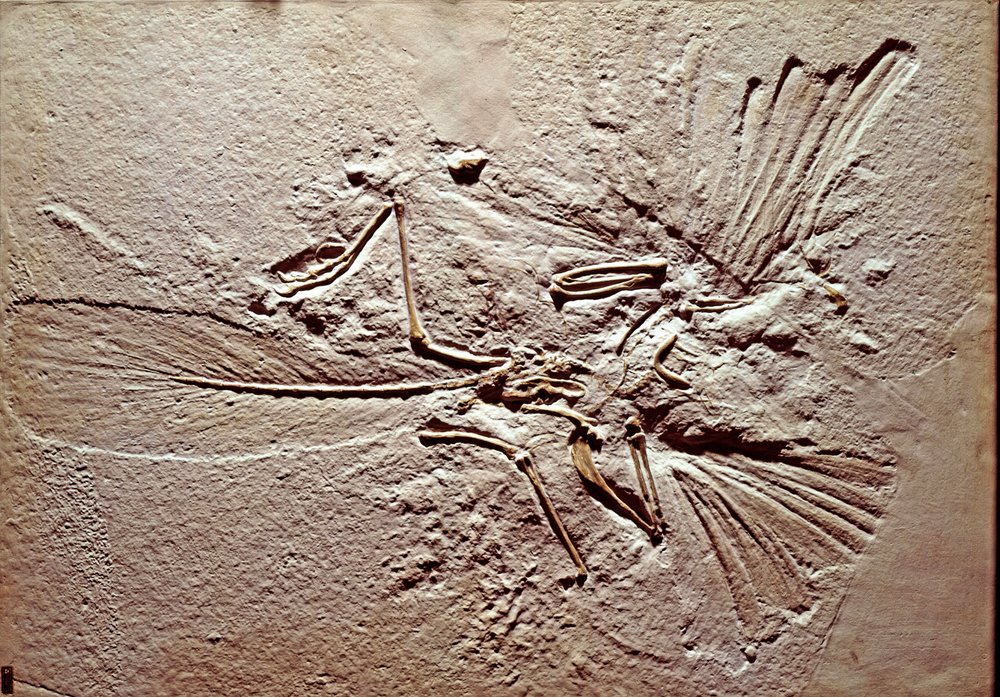 Prehistory: Fossil of the Bird Archaeopteryx
