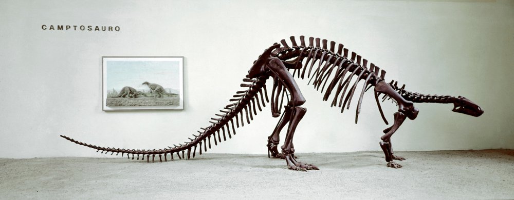 Skeleton of the camptosaur dinosaur (Camptosaurus Browni) (Superior ...