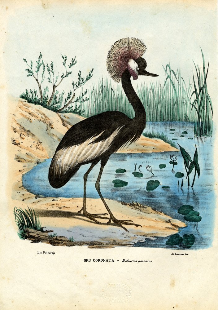 Black-Crowned Crane by Raimundo Petraroja: Fine art print