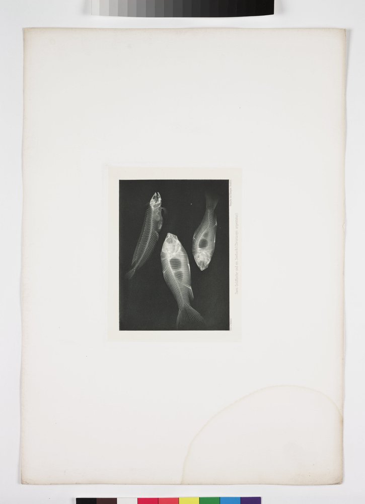 Diagnostic Radiology, X-rays of Fish by John Pardon