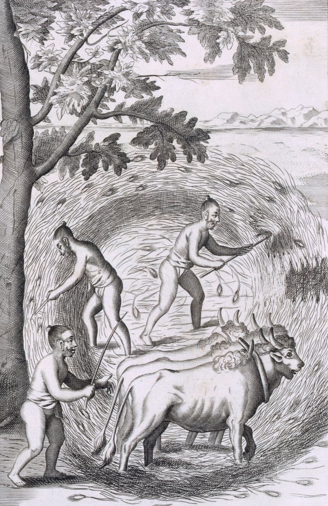 The Manner of Treading Out Their Rice by Robert Knox