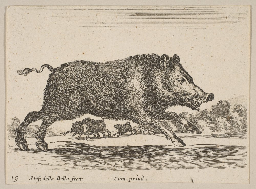 Plate 19: Wild Boar, from Various Animals