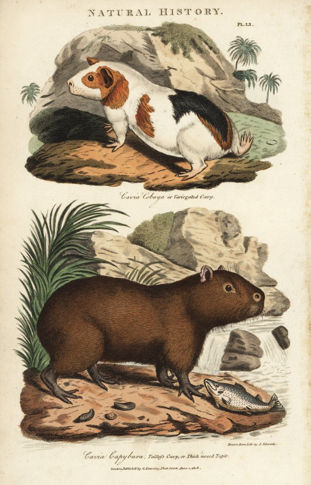 Guinea pig and capybara - Guinea pig, Cavia porcellus, and capybara ...