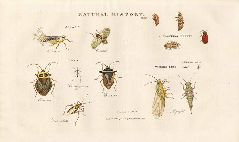 Various Insect Species from the Cicada and Bug Families