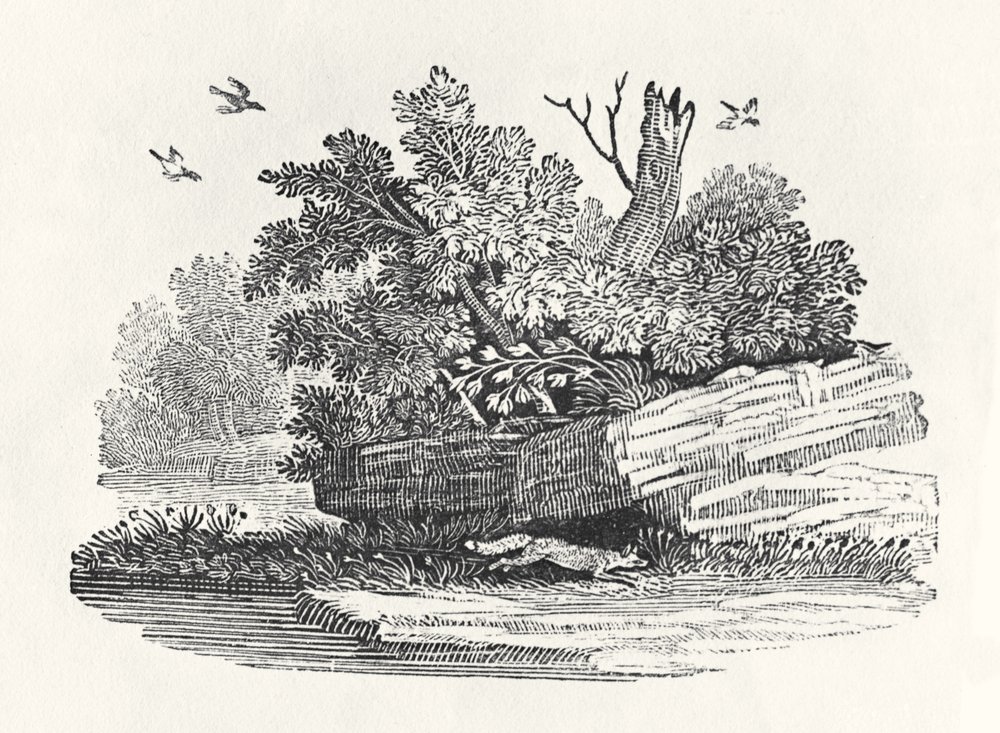 Fox Escaping, from 'The General History of Quadrupeds', published 1790