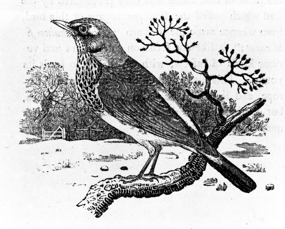 The Fieldfare, illustration from 'A History of British Birds' by Thomas ...