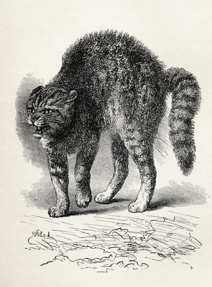 scared animals drawing