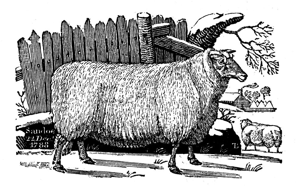Dishley New Leicester Sheep by Unbekannt: Fine art print
