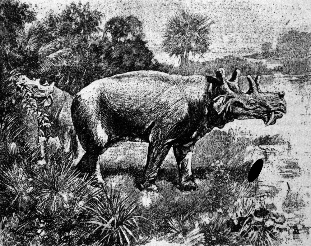 Prehistory: representation of a four-horned Uintatherium dinosaur
