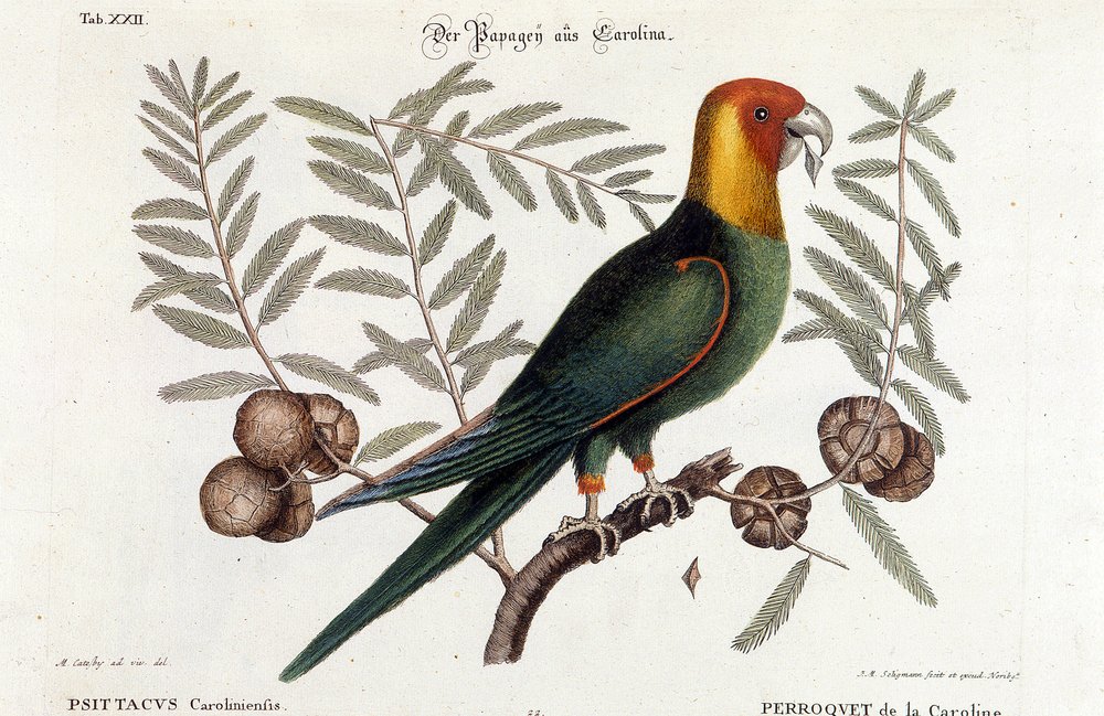 Ornithology: Carolina Parrot (Psittacus caroliniensis)