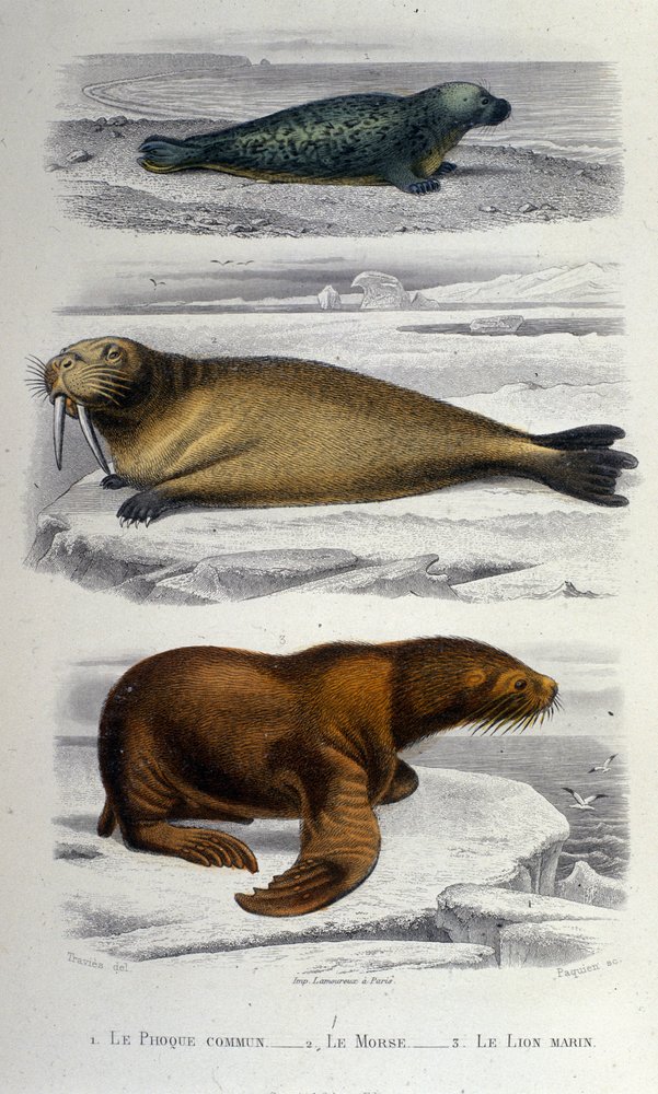 Zoology chart depicting a seal, a walrus and a sea lion. 19th century