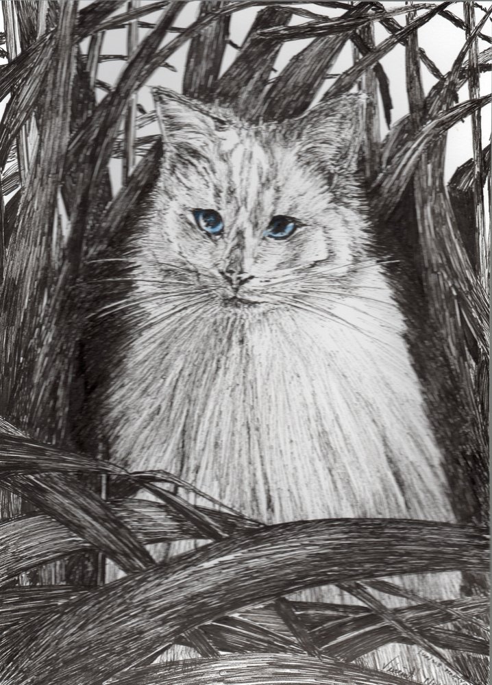 Jungle Monty by Vincent Alexander Booth: Fine art print