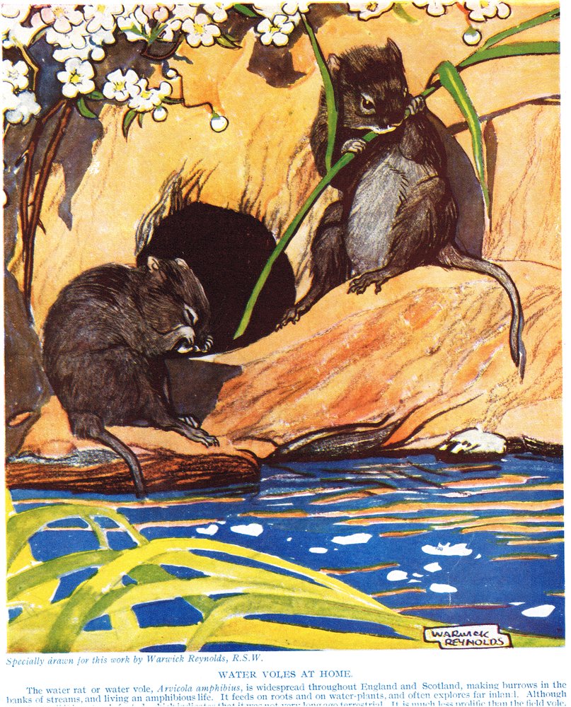 Water Voles at Home, illustration from 'The New Natural History', by ...