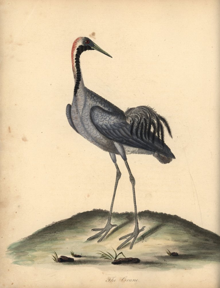 Common Crane, Grus Grus. Handcoloured Copperplate Engraving of an ...