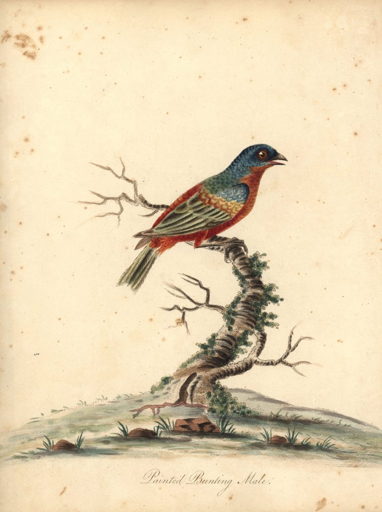 Painted Bunting, Passerina Ciris, Male. Handcoloured Copperplate ...