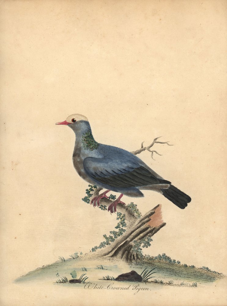 White-Crowned Pigeon, Patagioenas Leucocephala. Handcoloured ...