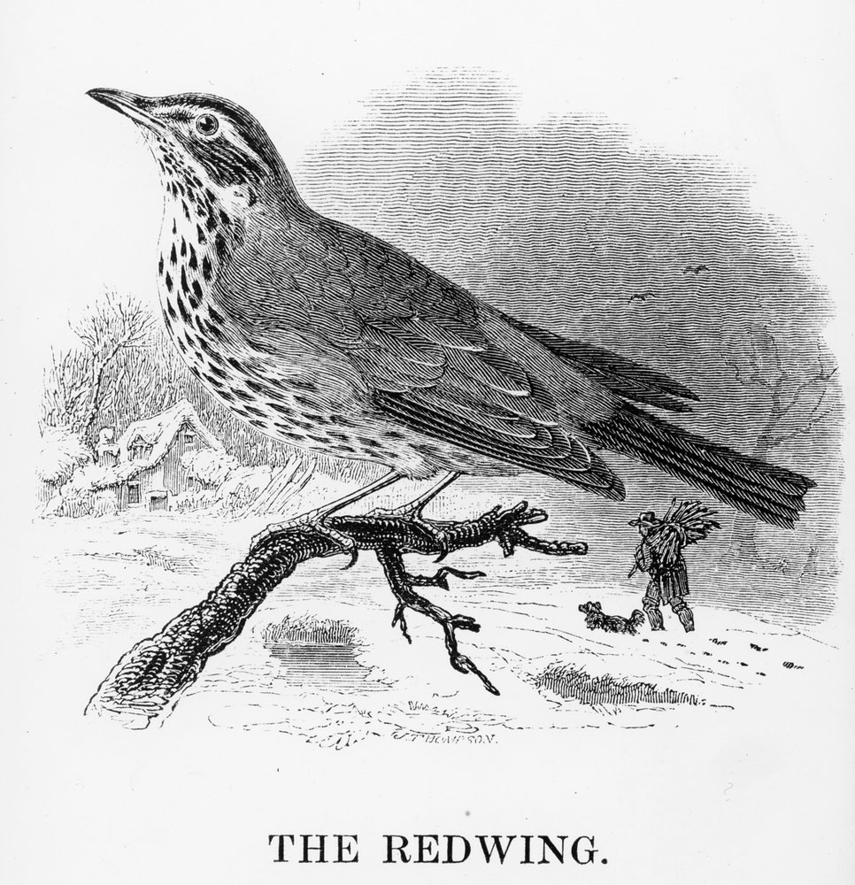 The Redwing, illustration from 'A History of British Birds' by William ...