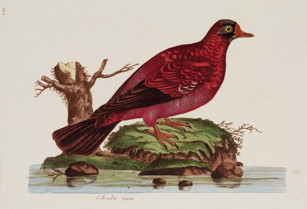 Red dove by John Pardon: Highest-quality art reproduction